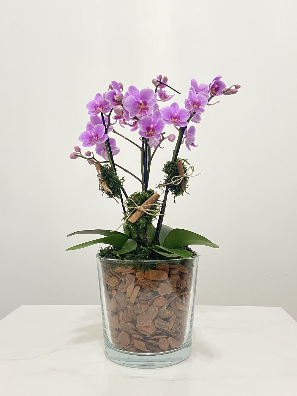 Isolda - Mini Orquídea Phalaenopsis pink | Arquitetura das Flores